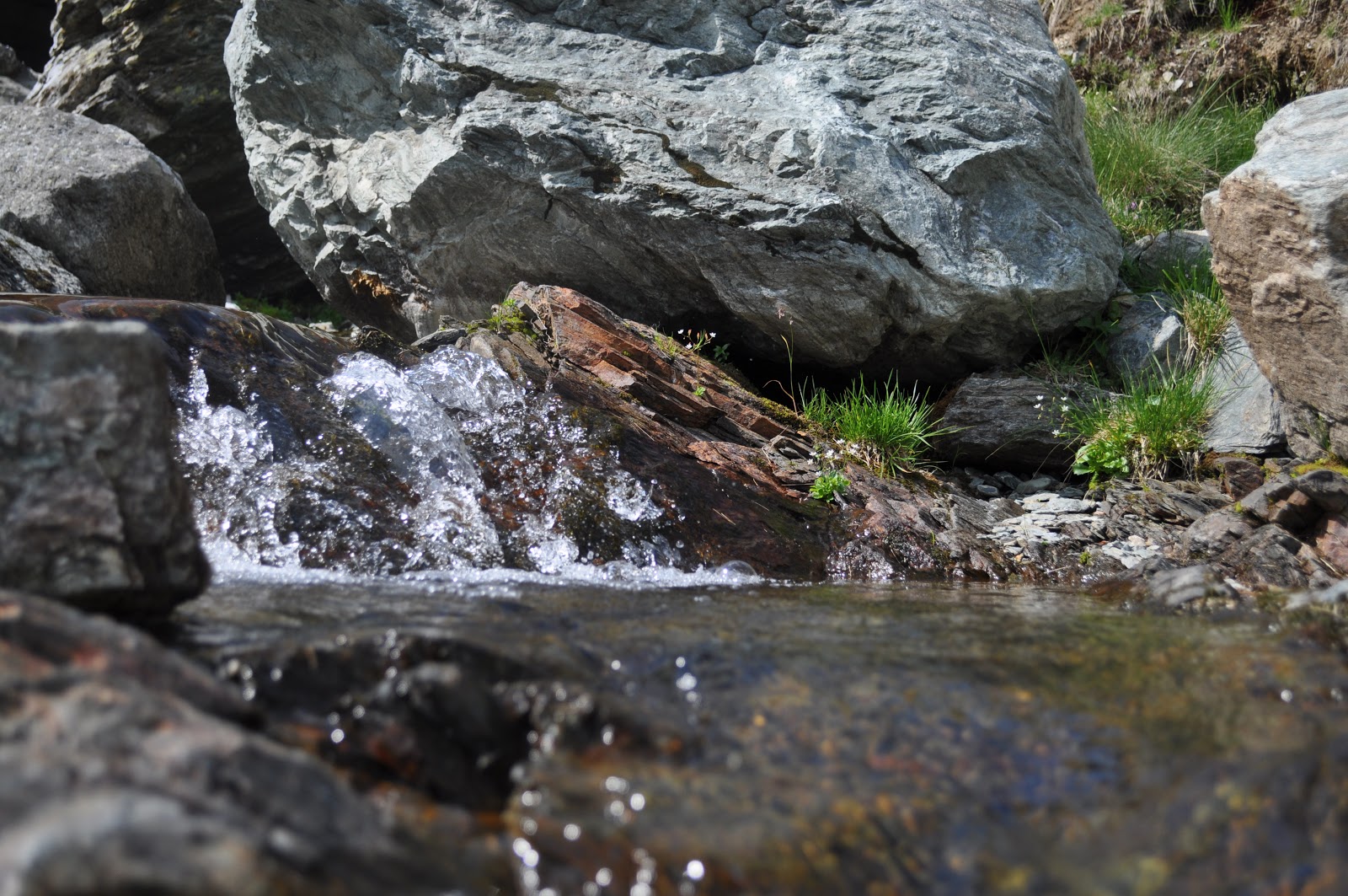 Poze, Natura, Animale, Plante, Romania, Valcea, Ionut Ungureanu