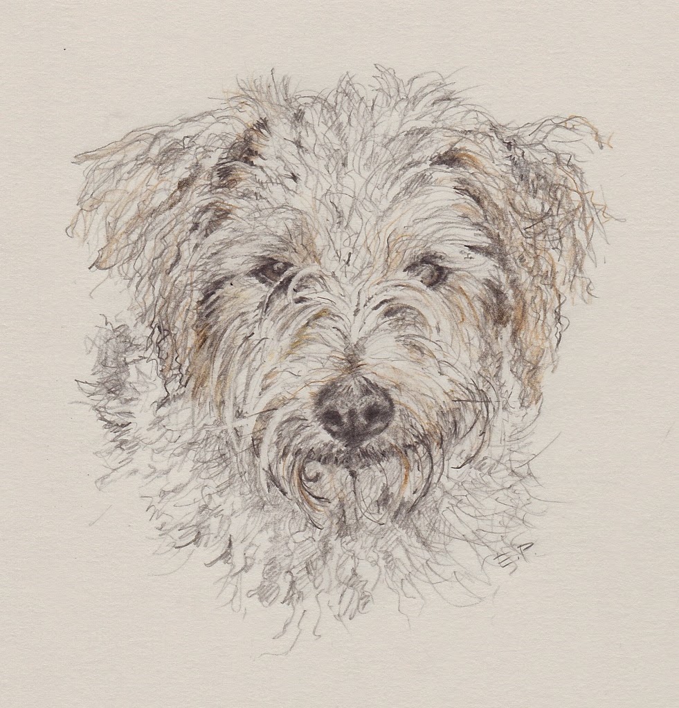 Dartmoor Ramblings: DRAWING MOSS #2 AND POPPY