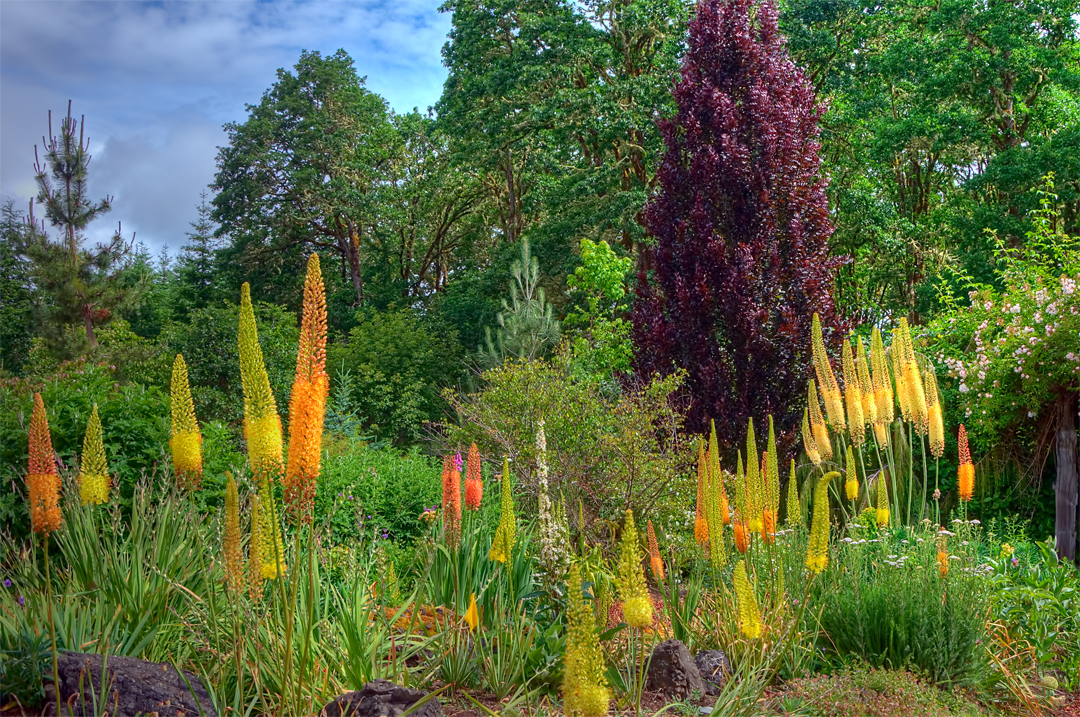 Linda Cochran's Garden: Dancing Oaks Nursery