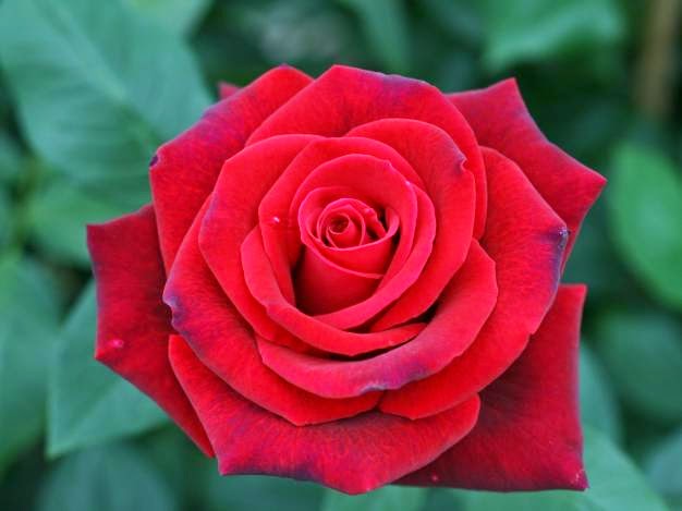 Borneo Island, Awaken To A Different World: Claret Rose (Hybrid Tea Rose)