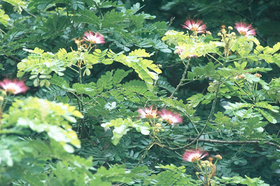 Samanea saman, Rain tree | Flowering Plants and Pictures