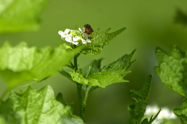 Alle beestjes nog aan toe