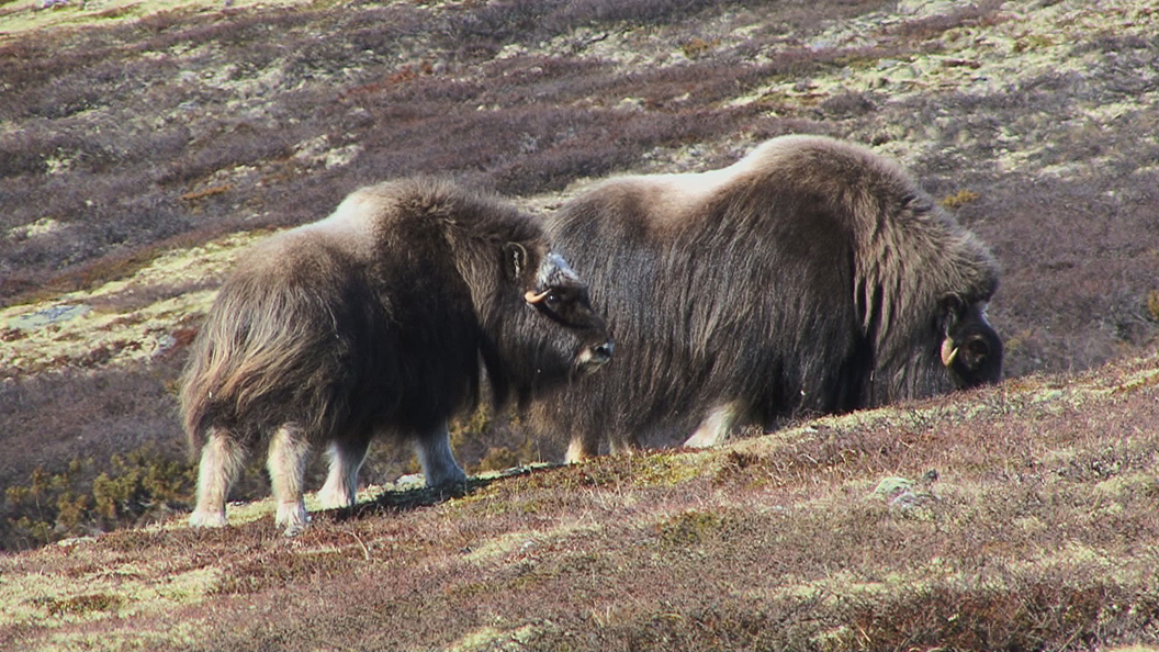 Naturfilm-Blog: Moschusochsen und ihr Fell
