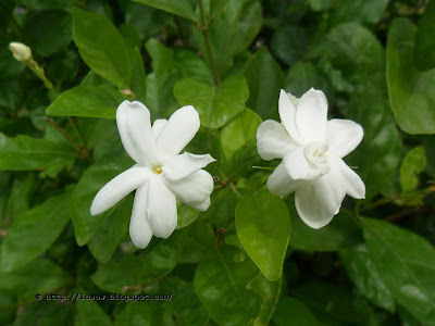 Beli Ful(বেলী ফুল) - Jasminum sambac