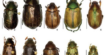 Bio y Geo: INSECTOS EN LA SELVA DE COSTA RICA