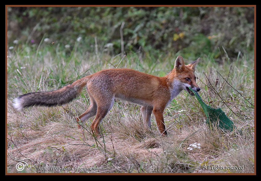 WILDLIFE GATEWAY: Renard roux