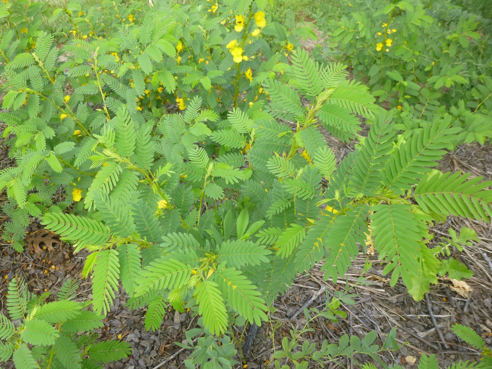 Garden of Aaron: Partridge Pea - One of the Best (Self-Sowing) Annuals ...