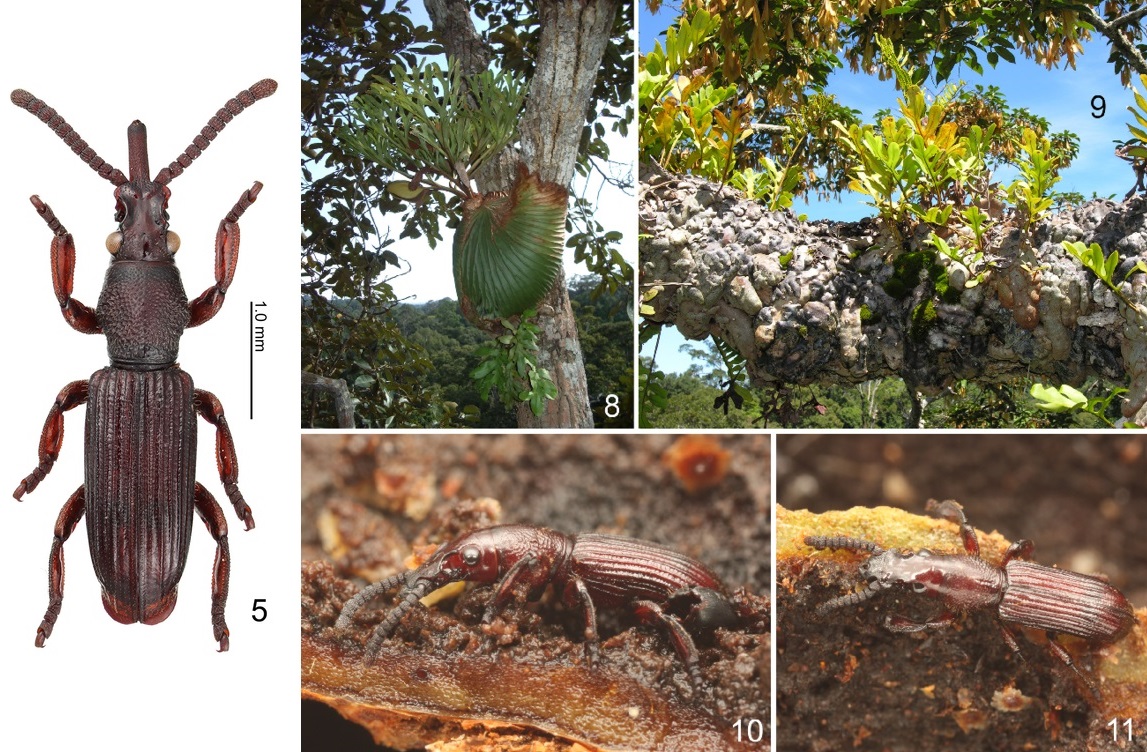 Species New to Science: [Entomology • 2014] Pycnotarsobrentus inuiae ...