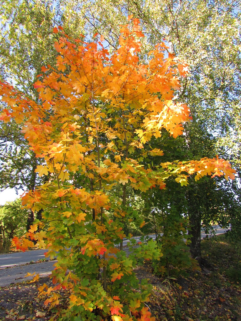 VillaTuta: Vaahteranlehtiruusuja