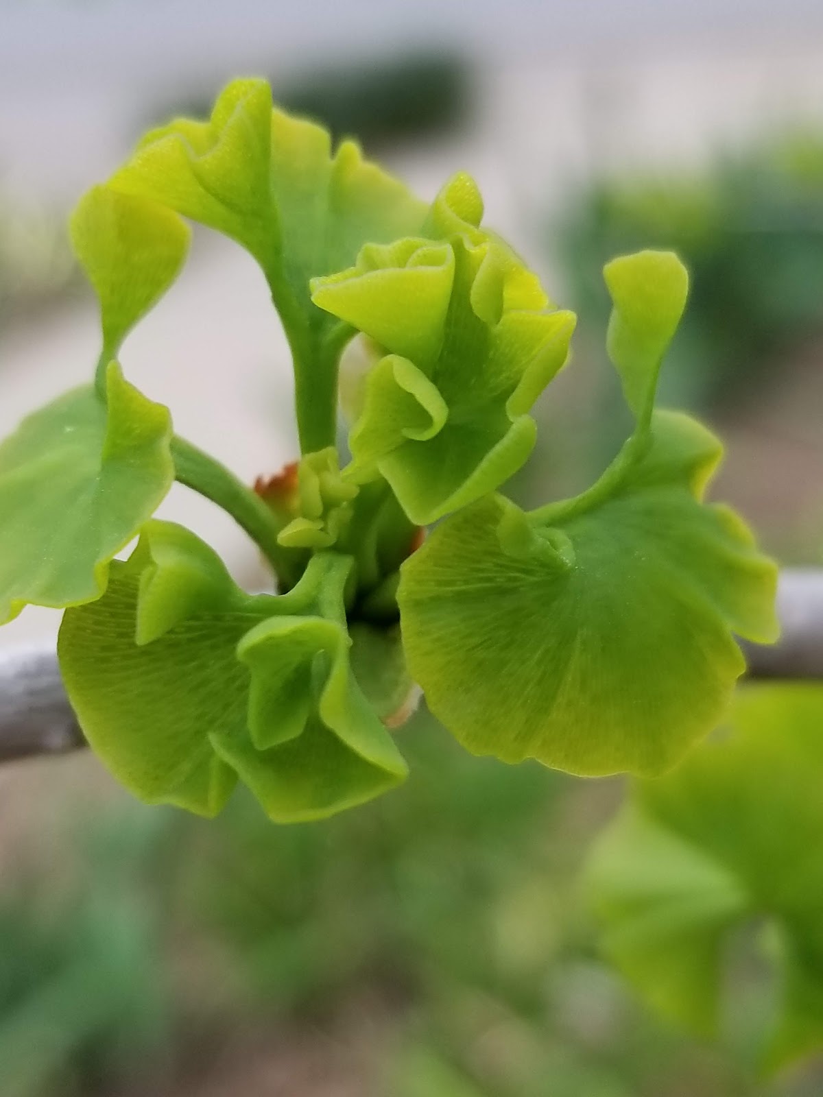 Photo Friday: Baby Ginkgo Leaves