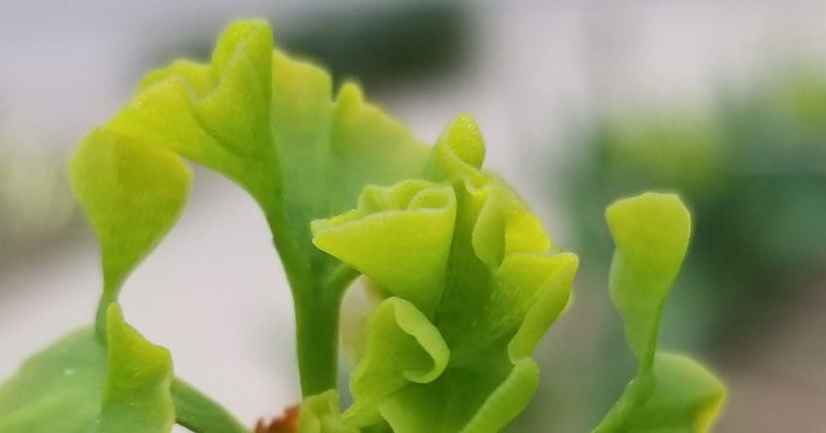 Photo Friday: Baby Ginkgo Leaves