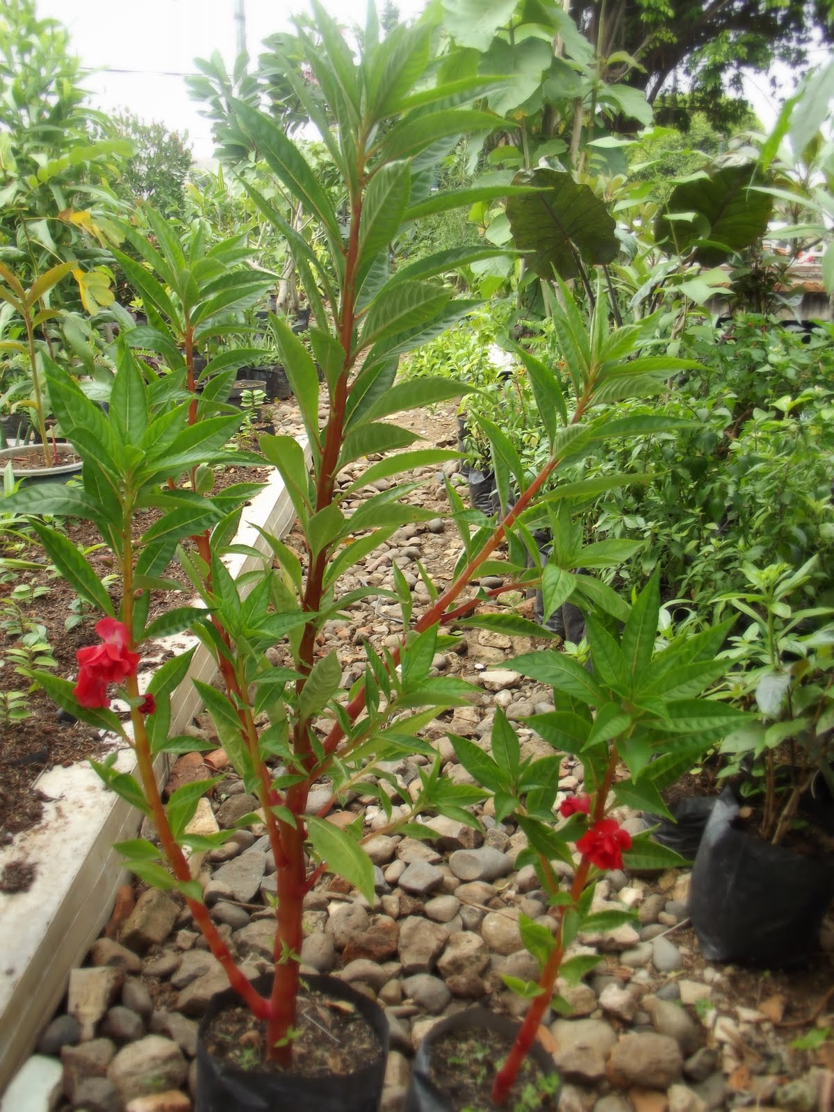 Konsep 34+ Pohon Pacar Cina