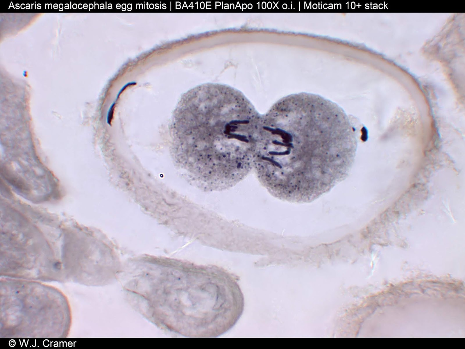 Motic Europe | Blog: How a small intestinal roundworm contributed to ...