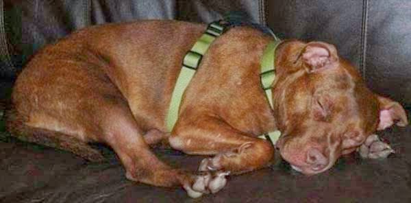 LA ASOMBROSA TRANSFORMACIÓN DE ESTE PERRO RAQUÍTICO Y MORIBUNDO | Mis ...