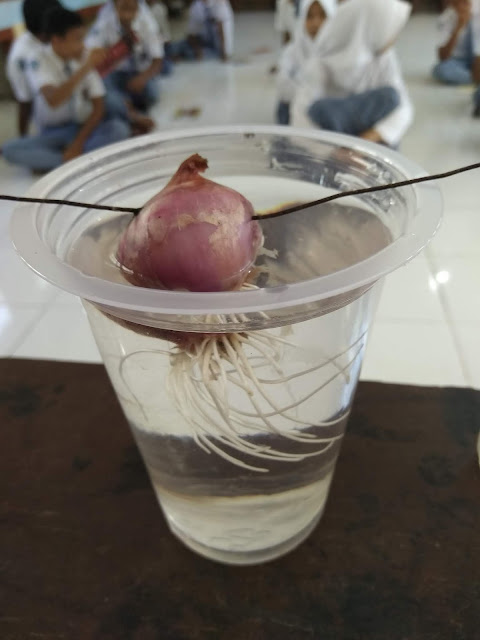Praktikum Pengamatan Akar Bawang Merah Kelas XI MIA - Kelas Biologi ...
