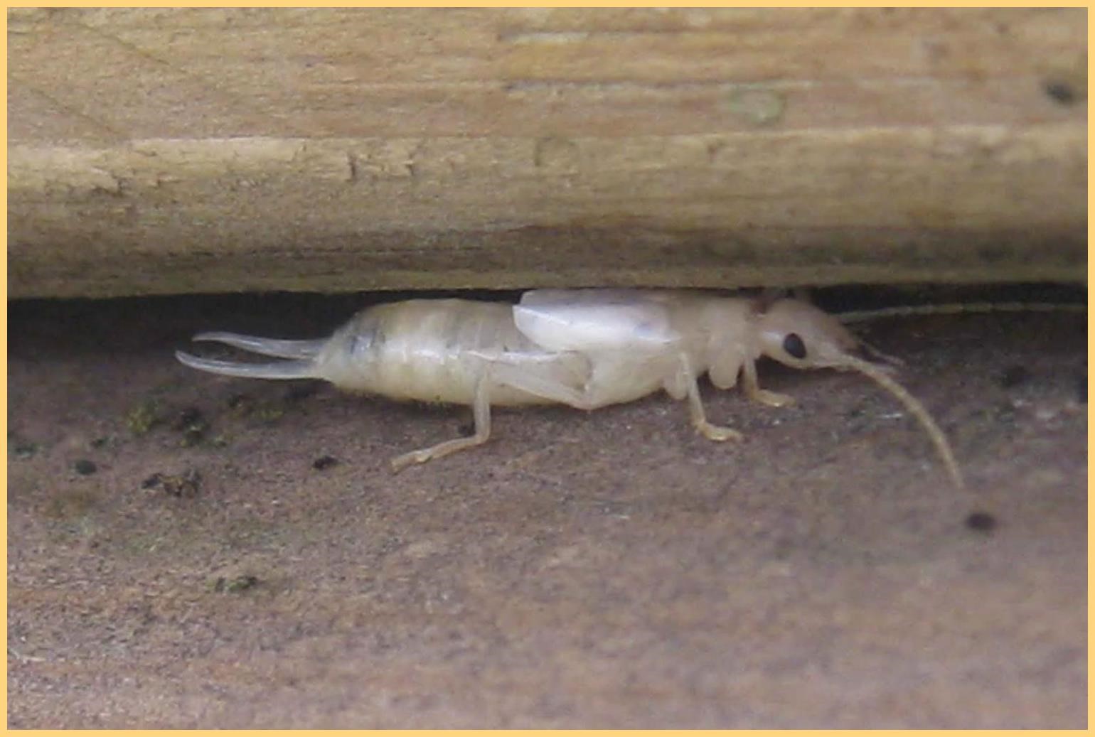 14 Tiny White Worms In Kitchen - GLRG LUCIA LOVE'S BLOG