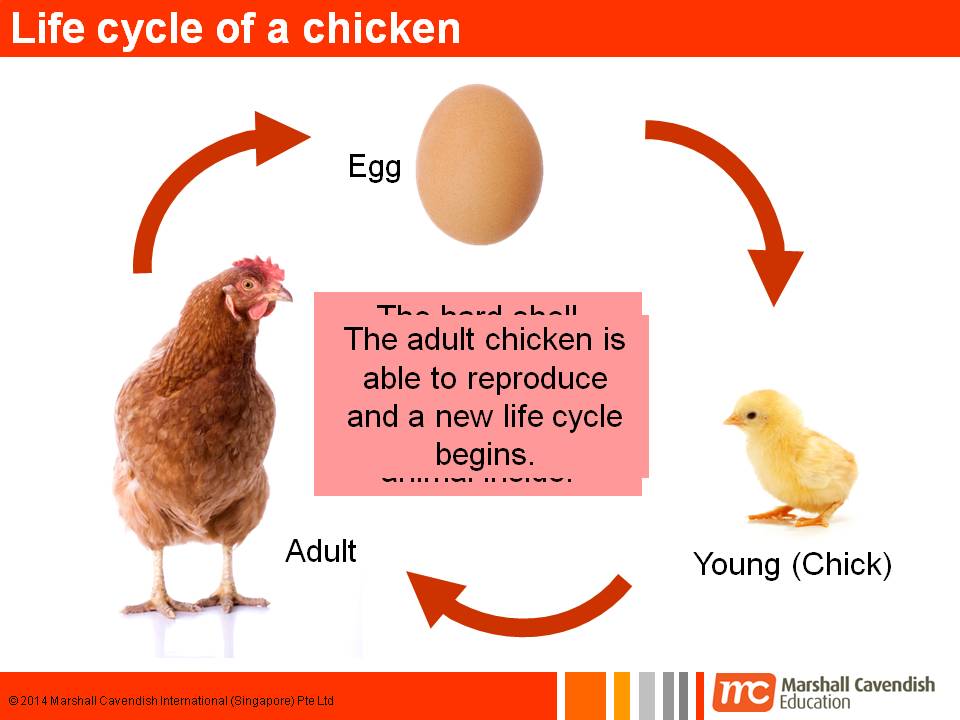 BGPS P3-1 2015: Slides on Life Cycles of Some Animals