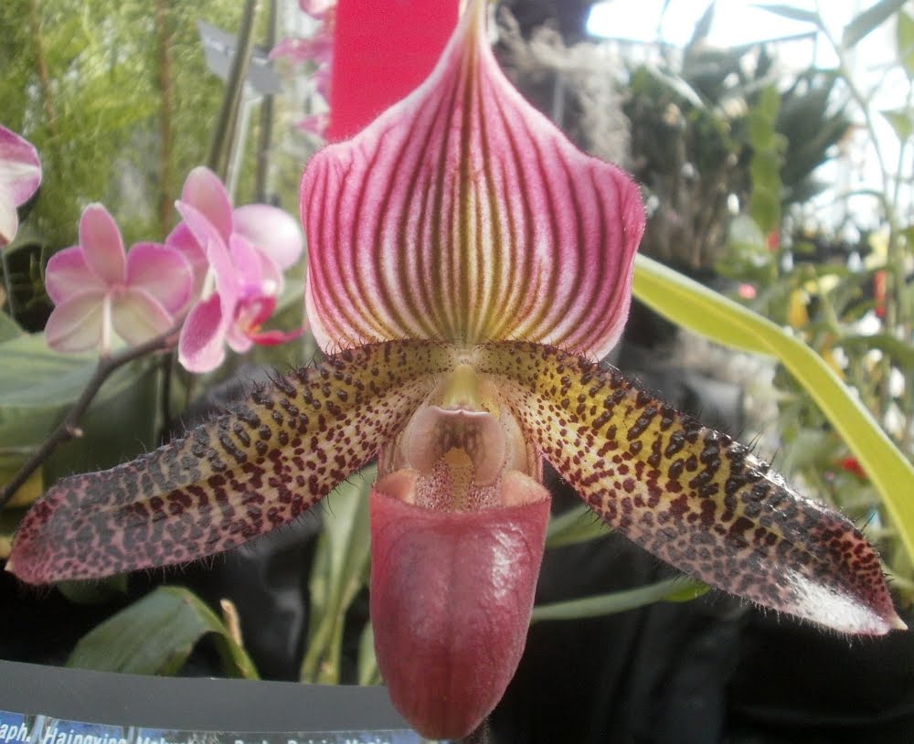 Plants are the Strangest People: Pretty picture: Paphiopedilum Hsinying ...