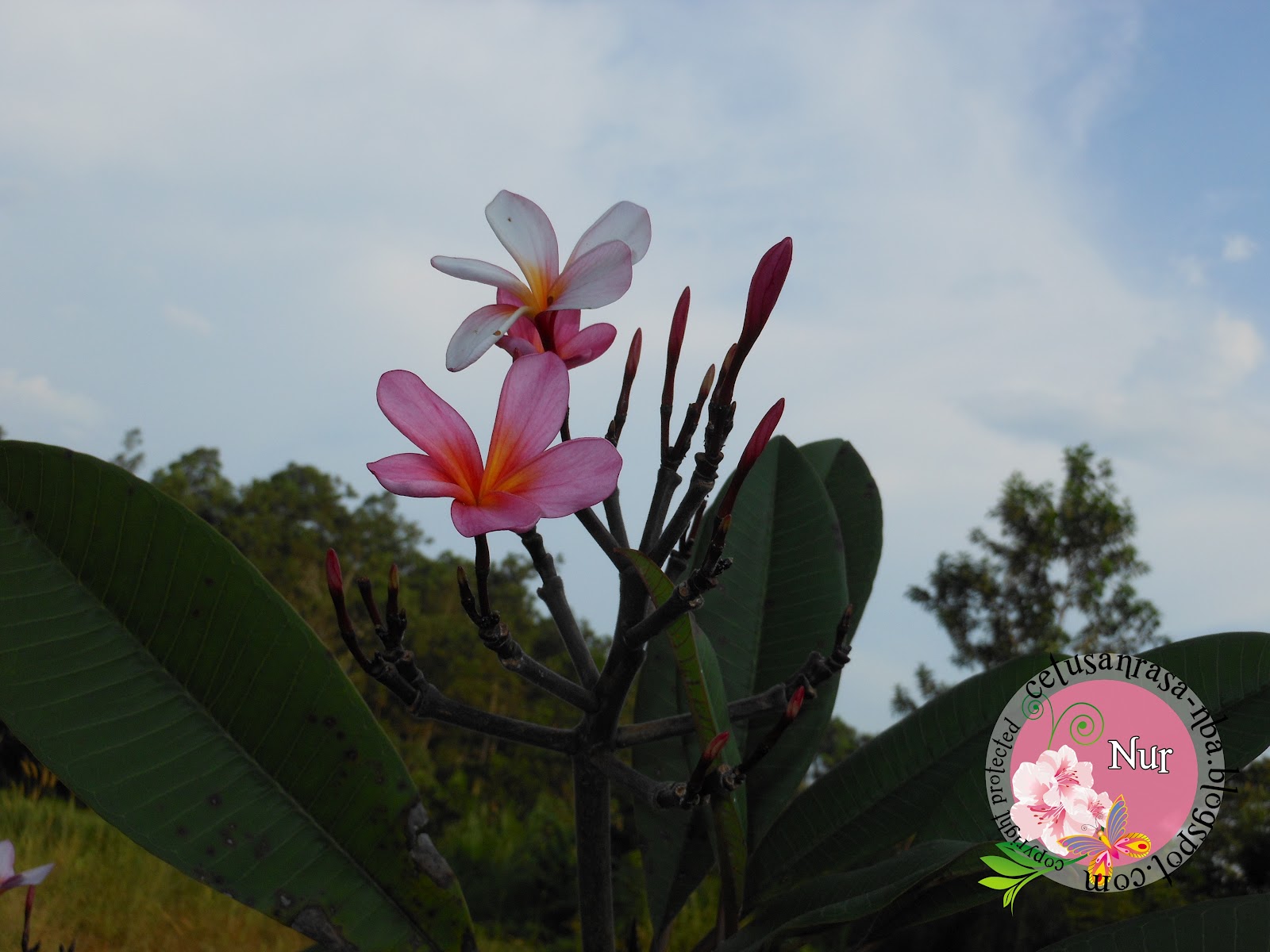 Cetusan Rasa: Bunga Kemboja