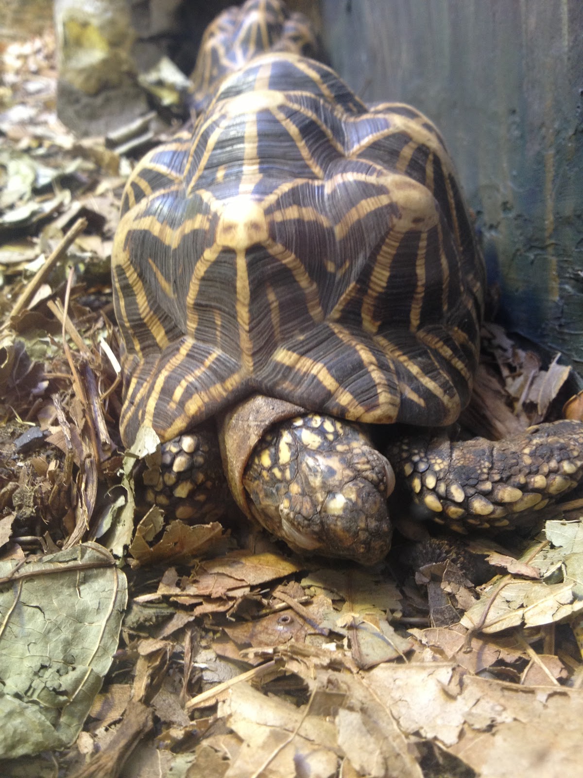 Justina-Overseas: Taronga Zoologijos Sodas Sidnėjus