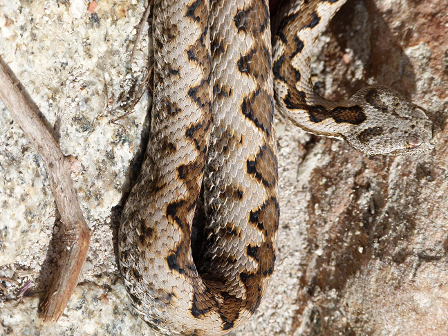 BIZIARIKLIK: Víbora Hocicuda (Vipera latastei)