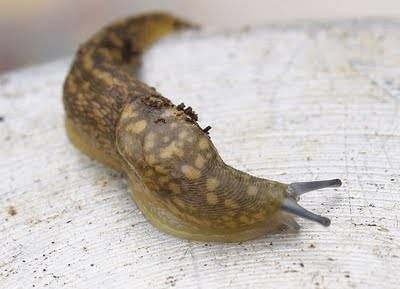 Preserve a Fauna: Lesmas