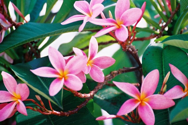 O Poder das Plantas: Jasmim você conhece