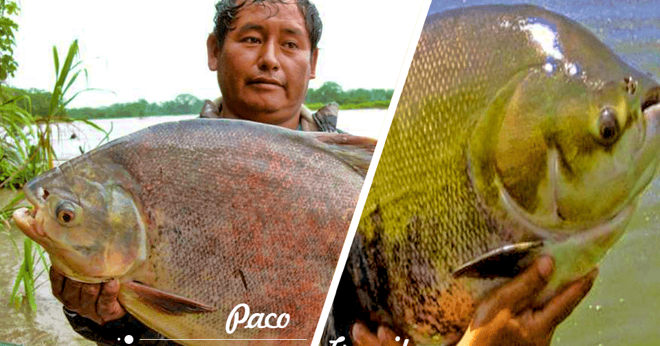 Video: Conozca la genialidad de la pesca artesanal en los ríos del PERÚ ...