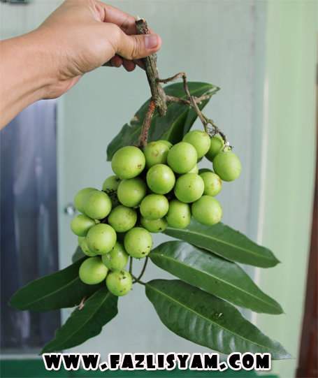 kasih sayang selamanya: Buah Setar vs Buah Remia vs Buah Merapuh