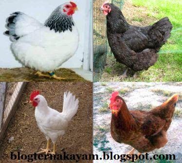 Mengenal Bangsa-Bangsa Ayam | Ternak Ayam