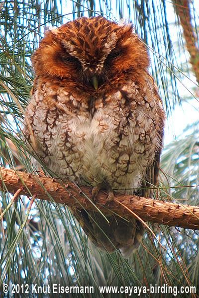 Tierra de lechuzas, búhos, mochuelos, autillos, cárabos: Autillo ...