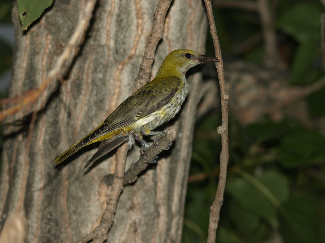 Toni l' abellerol: el blauet i el oriol ocells amb molta movilitat