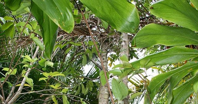 ECOSISTEMAS DE COSTA RICA: FRUTALES