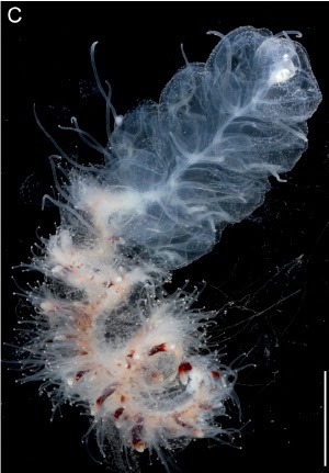 Sciency Thoughts: Two new species of Siphonophore from Monterey Bay ...
