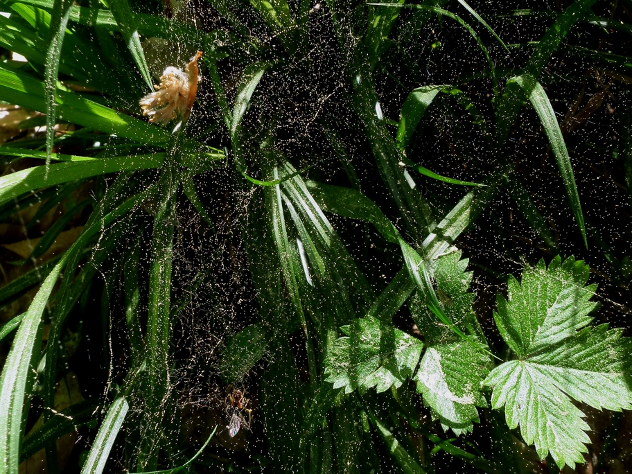 LucienDavidPhotography: Trigger warning: spiders!!! (Part 2)