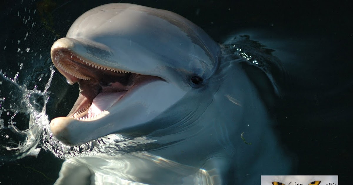 The Nice Animal Pictures: Dol fijne Dolfijnen, Dolfinarium Harderwijk