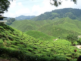Cerita Ceriti: Jalan-Jalan Cameron Highlands