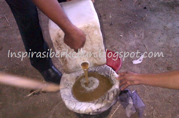 Cara Mudah Fermentasi Urine Sapi Untuk Pupuk Organik Cair - Inspirasi ...