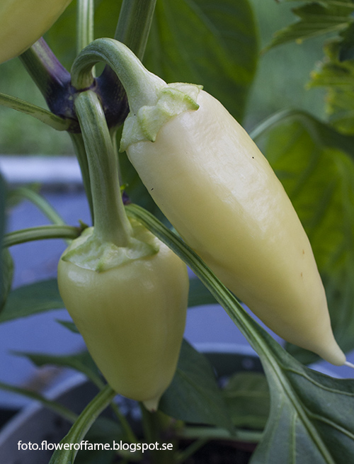 Flower of Fame: Vit spetspaprika