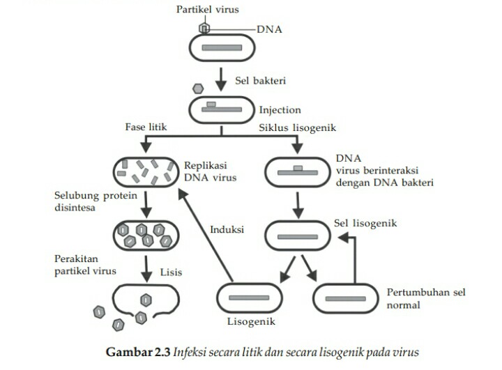 Tahap-tahap Perkembangbiakan Virus