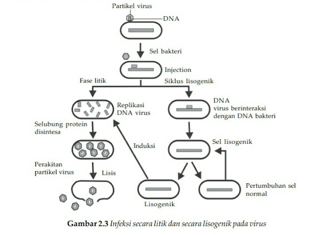Tahap-tahap Perkembangbiakan Virus
