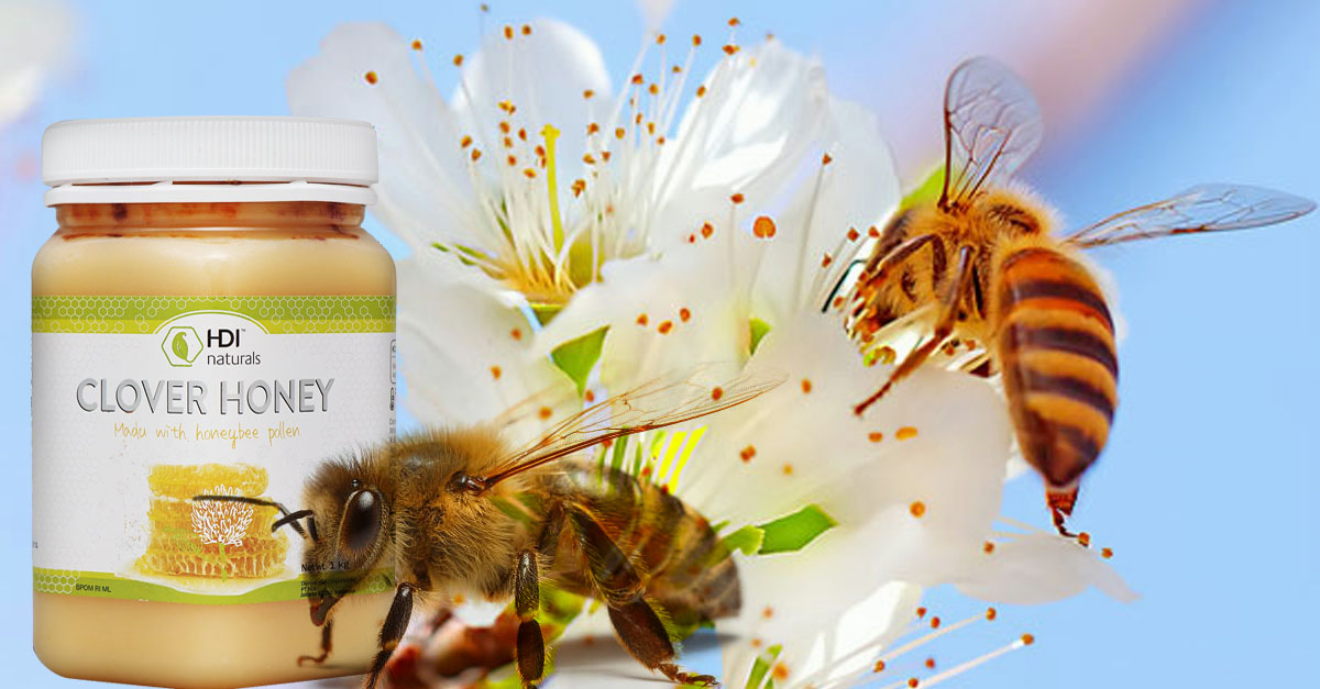 Jenis Lebah Madu | Madu Asli - High Desert