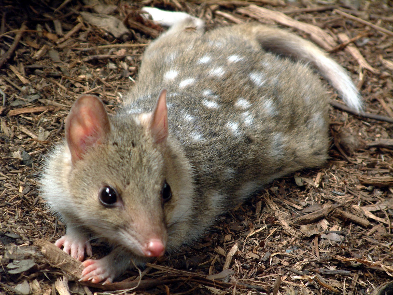Quoll | The Life of Animals
