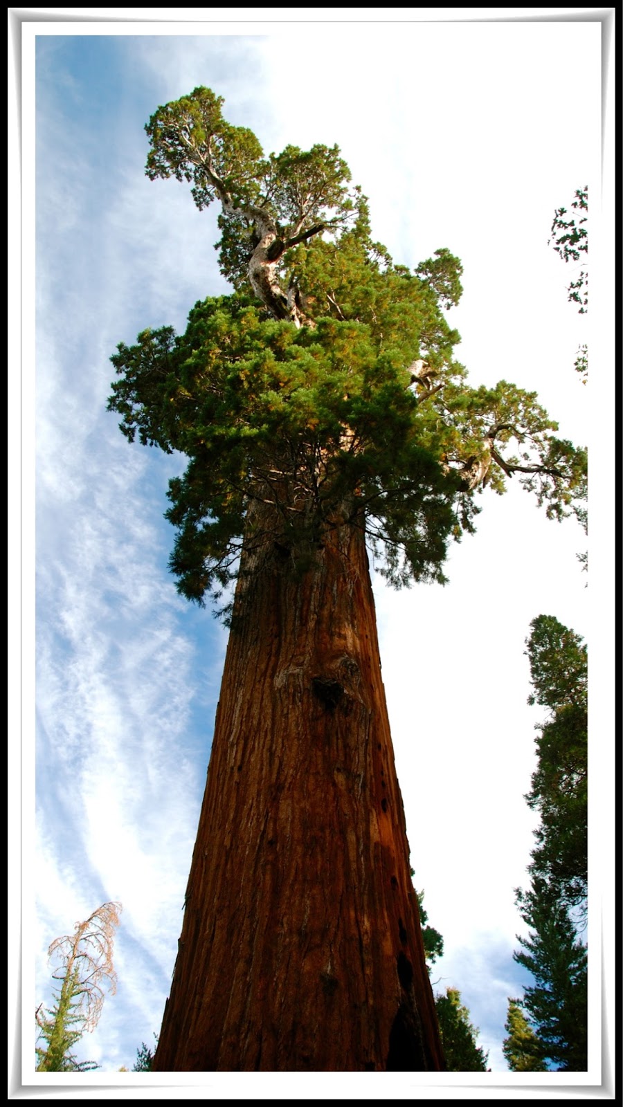 Viajando con la familia MoMa: Día 45. Sequoia NP, Kings Canyon NP.