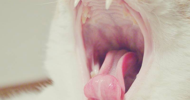 Save Your Cat's Teeth! It's National Pet Dental Health Month. | Lola ...