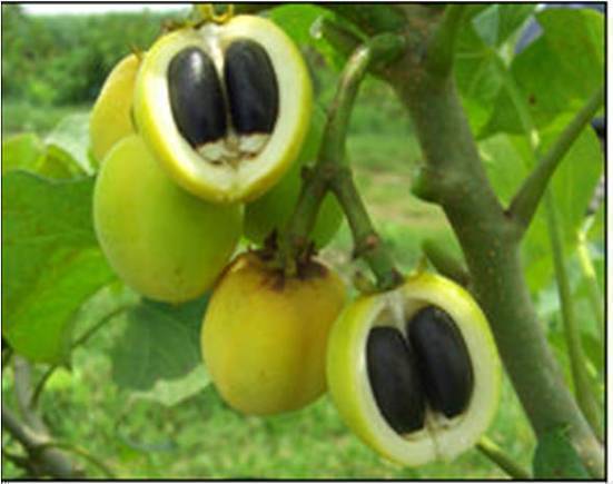 MENGENAL TANAMAN JARAK PAGAR DAN MANFAATNYA | Suka Membaca Novel