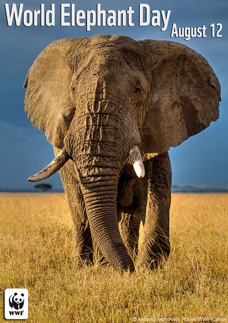 White Wolf : World Elephant Day - Bringing the world together to help ...