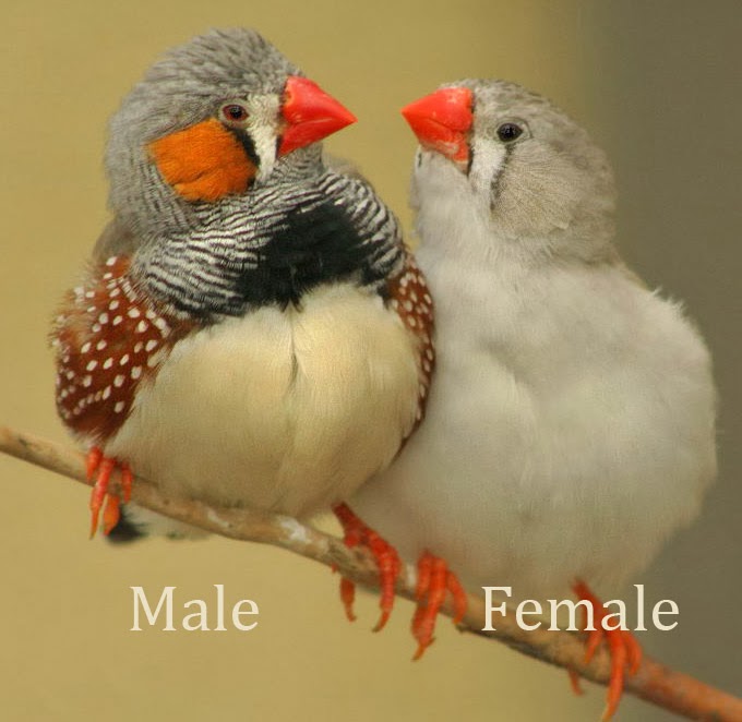 Zebra Finch Male And Female Difference ~ Bird Information