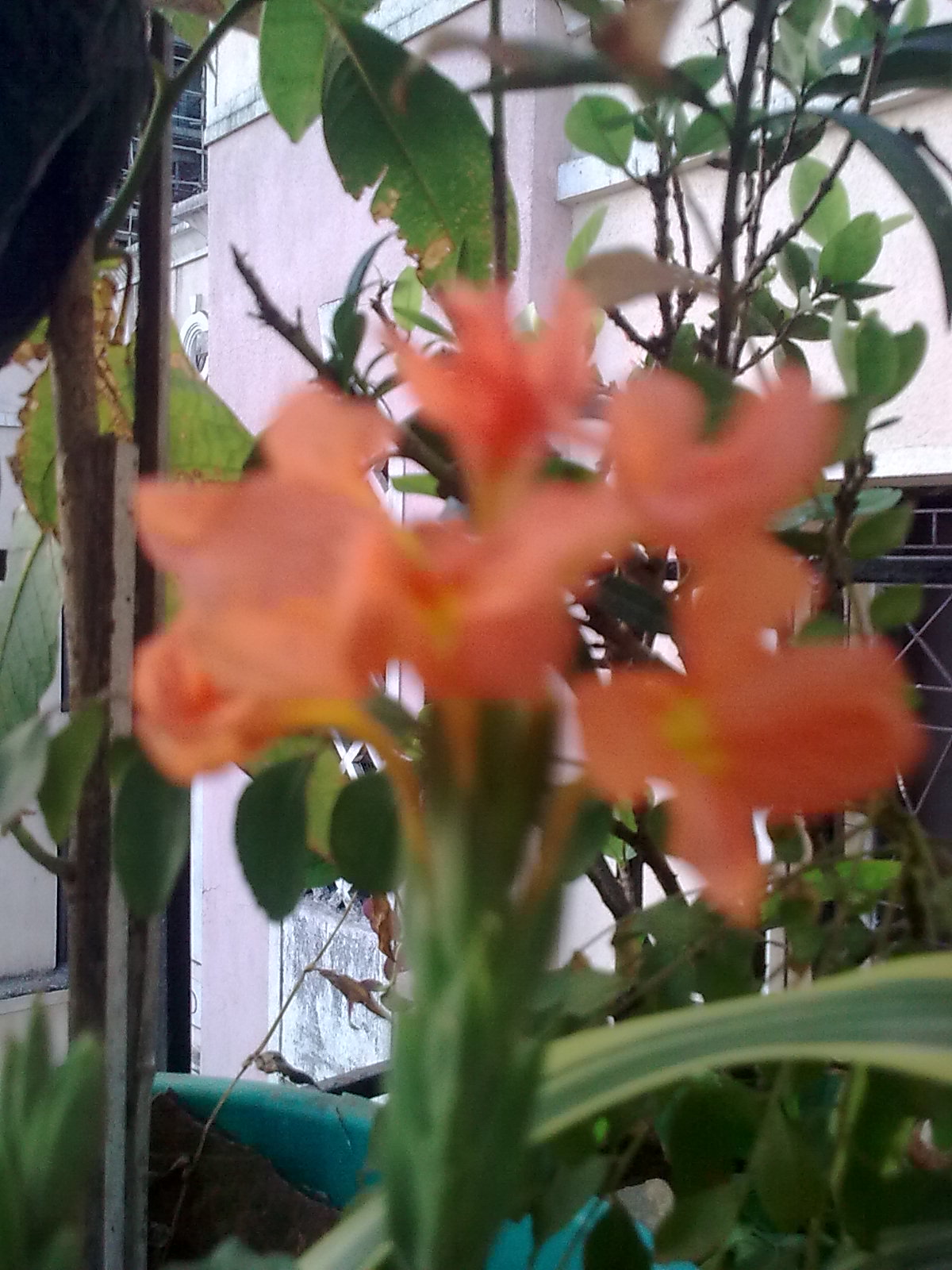 Garden Care Simplified: Crossandra Flower/Aboli Flowers