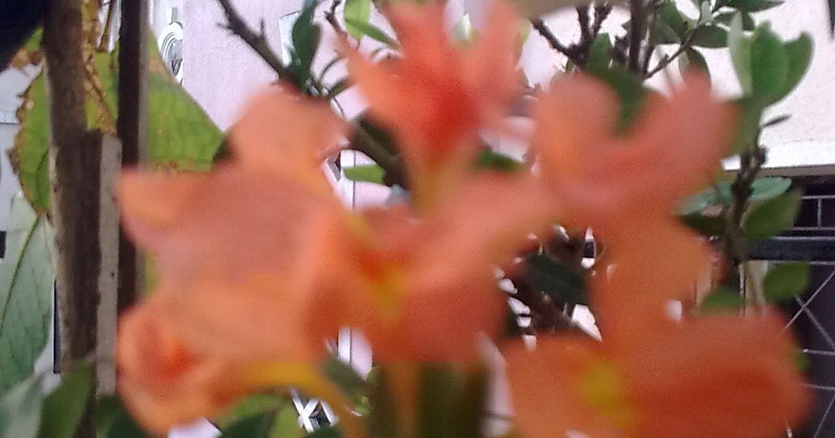 Garden Care Simplified: Crossandra Flower/Aboli Flowers